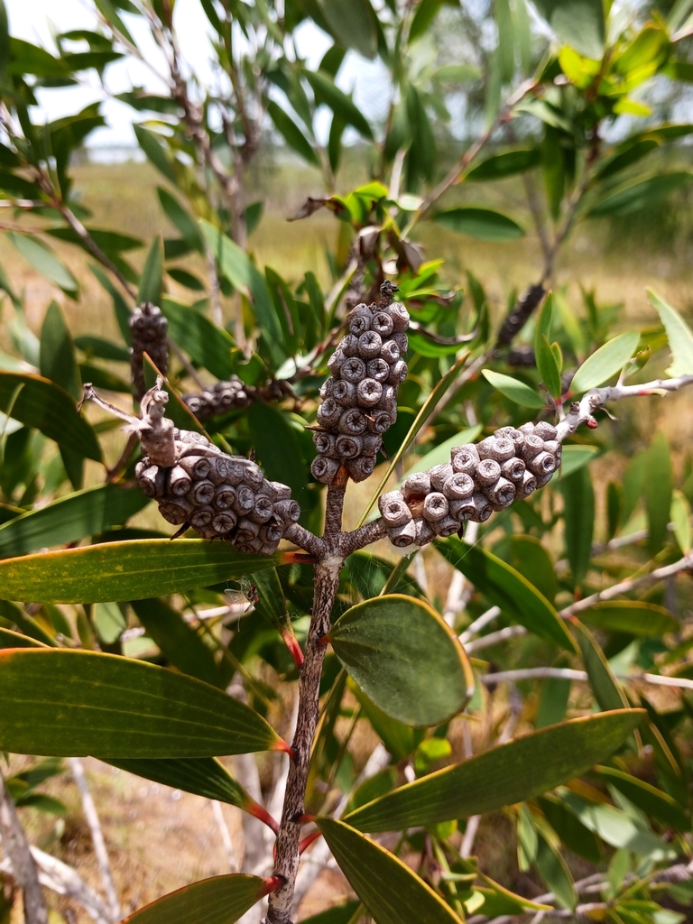 Broad-leaved paperbark from Miramar, FL, USA on July 24, 2023 at 01:25 ...