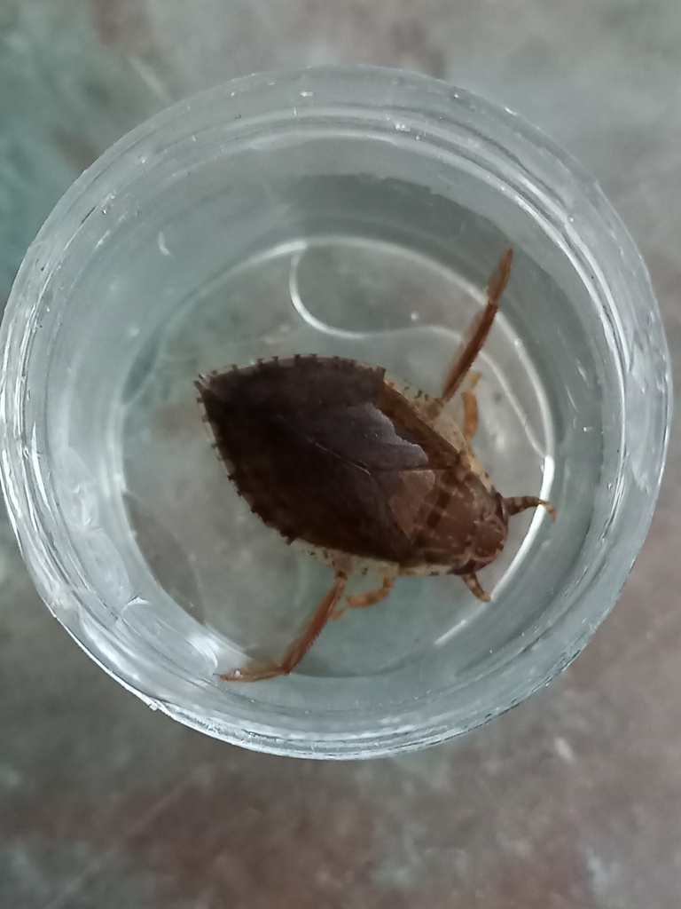 Diplonychus from Rumbai Pesisir on July 16, 2023 at 06:12 PM by shafa ...