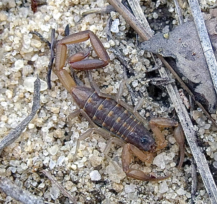 Hentz Striped Scorpion from Liberty County, FL, USA on April 1, 2011 at ...