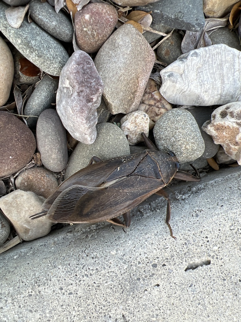 Eastern Toe-biter from Calistoble Loop, Fort Myers, FL, US on July 25 ...