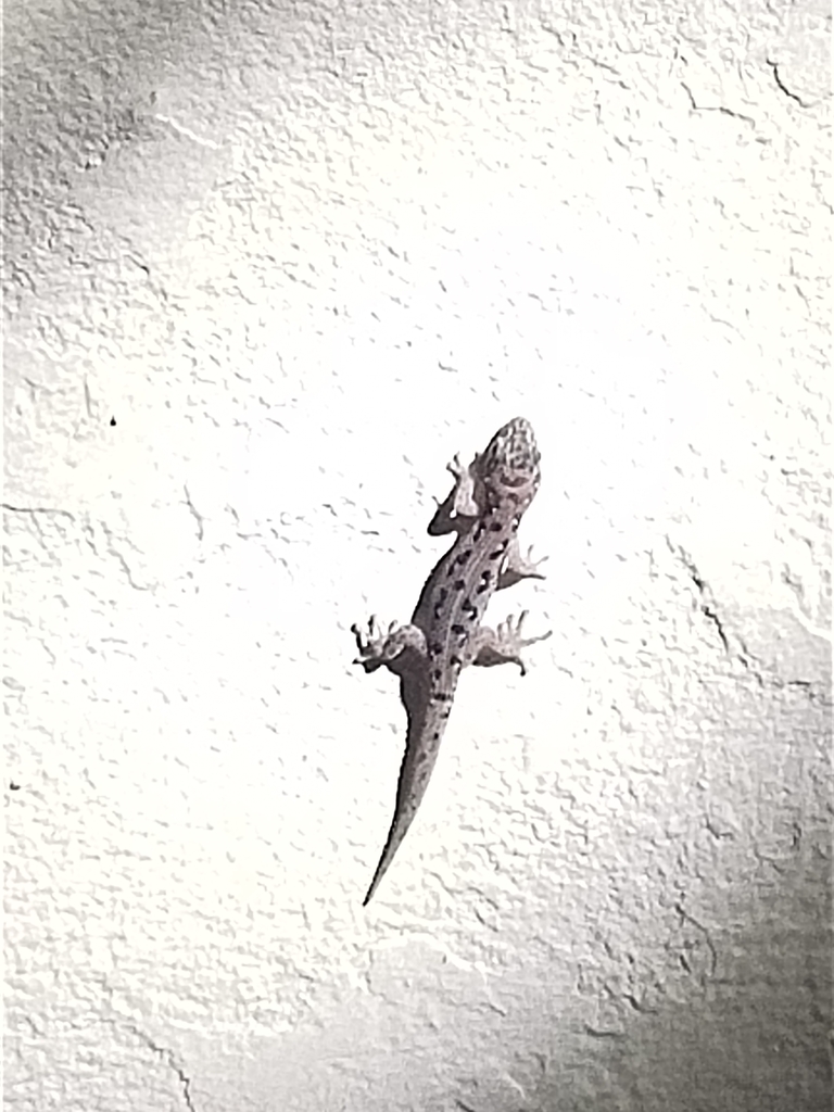 Ranong Leaf-toed Gecko from 12/12 Moo 1 Maenam Beach, ตำบล แม่น้ำ อำเภอ ...