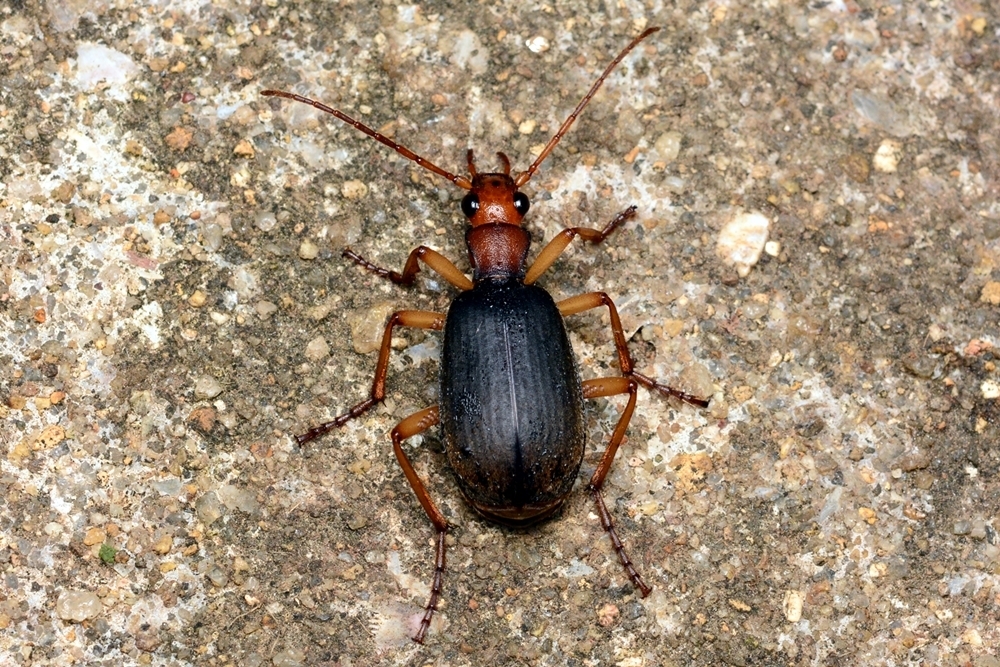 Brachinus scotomedes from Andeok-myeon, Seogwipo-si, Jeju-do, South ...