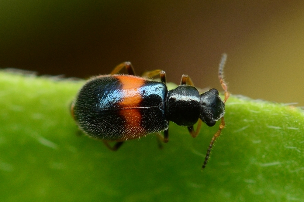 Intybia takaraensis from Andeok-myeon, Seogwipo-si, Jeju-do, South ...