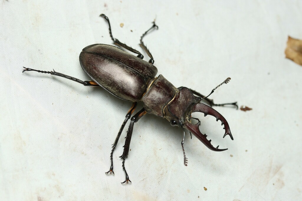 Lucanus maculifemoratus dybowskyi from Hongcheon, KR-KW, KR on July 24 ...