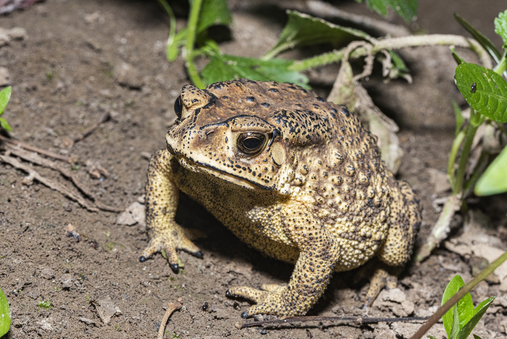 Asian Common Toad from 中国广西壮族自治区桂林市七星区 on May 18, 2014 at 01:39 AM by Chekiangense Longpotamon ...