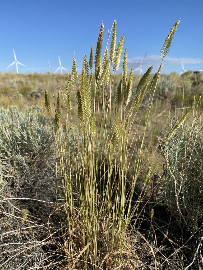 Crested Wheatgrass from Rawlins, WY, US on July 25, 2023 at 08:23 AM by ...