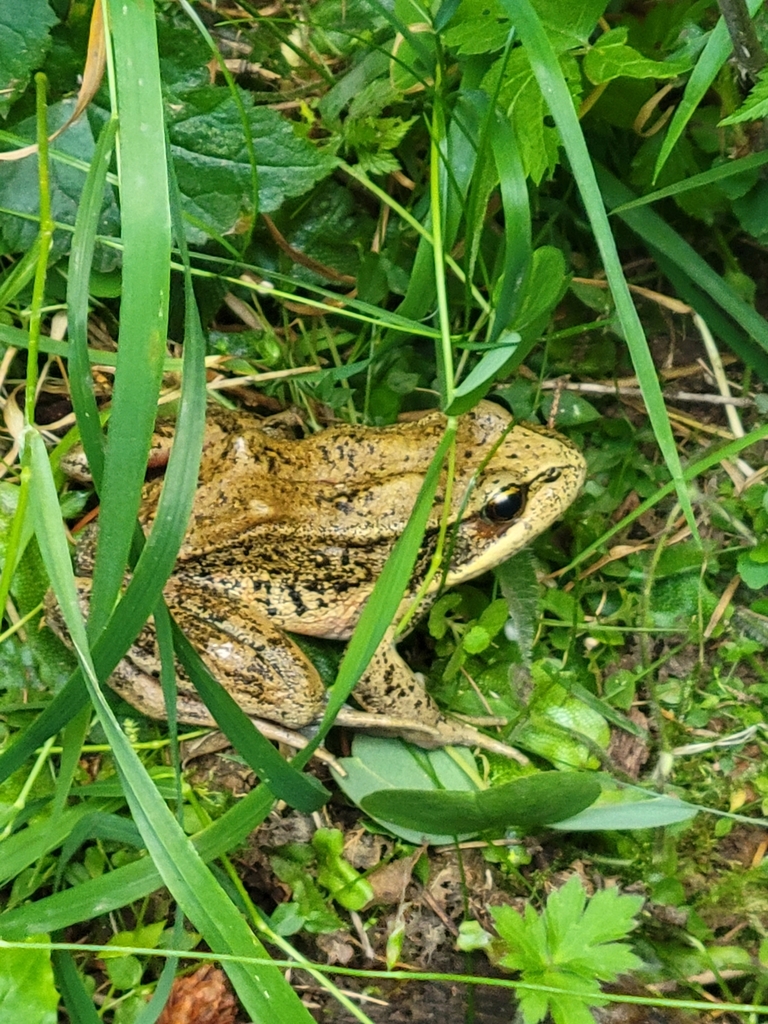 Northern Red-legged Frog from Forks, WA 98331, USA on July 23, 2023 at ...