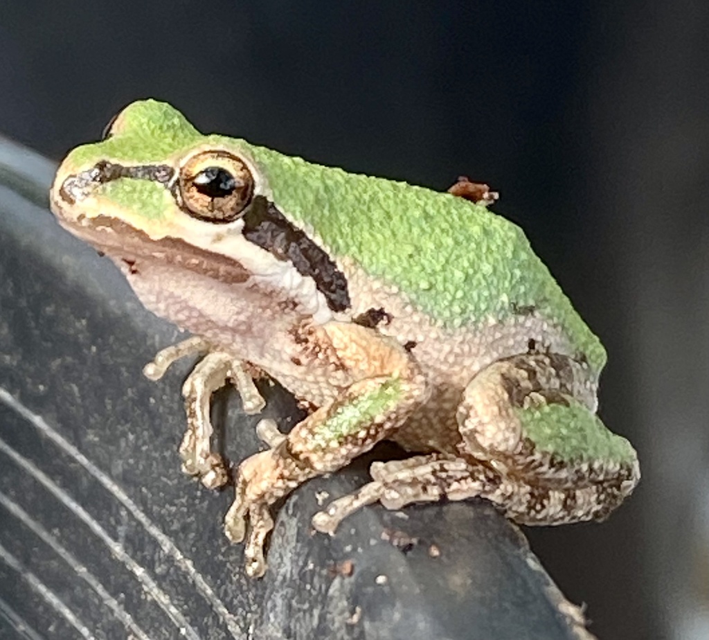 Baja California Tree Frog from Sweeney Rd, Lompoc, CA, US on July 24 ...