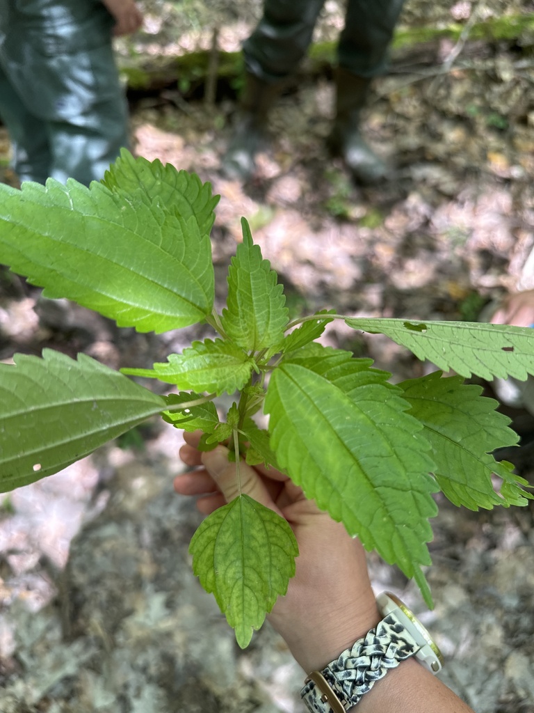 Canada clearweed from Dailey, WV, US on July 25, 2023 at 01:48 PM by ...