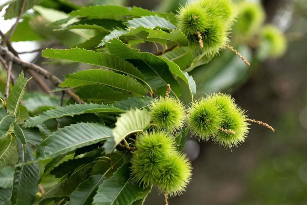Sweet Chestnut from Lancaster County, NE, USA on July 25, 2023 at 08:00 ...