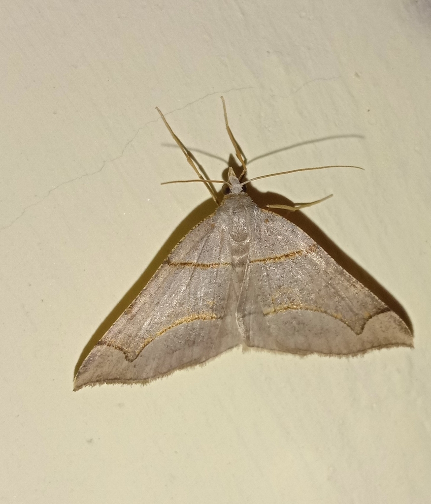 Anonychia grisea from CJGW+3W3, Parvada, South Gola Range, Uttarakhand ...