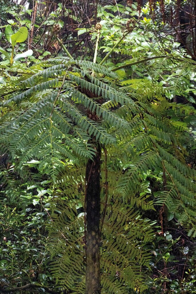 scaly tree ferns from Volcán Poás National Park, Grecia, Alajuela, CR ...