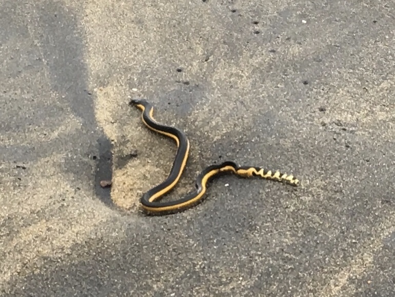 Yellow-bellied Sea Snake in August 2017 by luisgarcia10 · iNaturalist