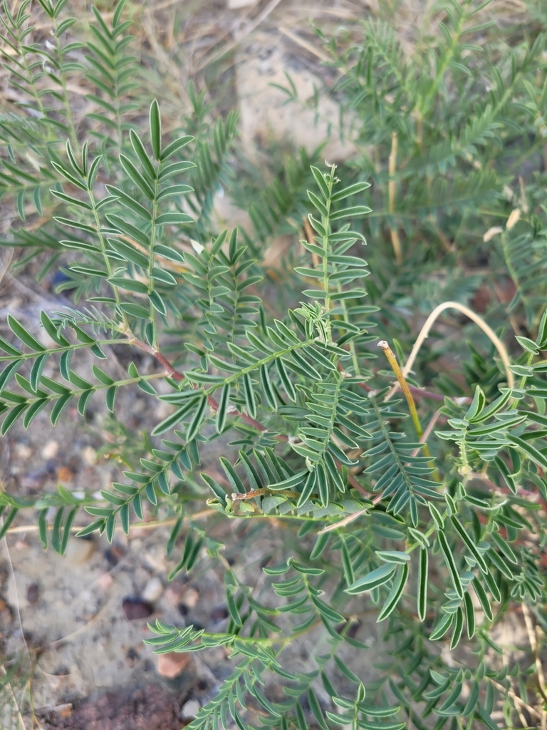 Two-grooved Milkvetch from Dry Island Buffalo Jump, CA-AB-FI, CA-AB, CA ...