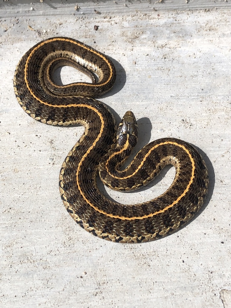 Short-tail Alpine Garter Snake from Chapultepec on July 24, 2023 at 09: ...