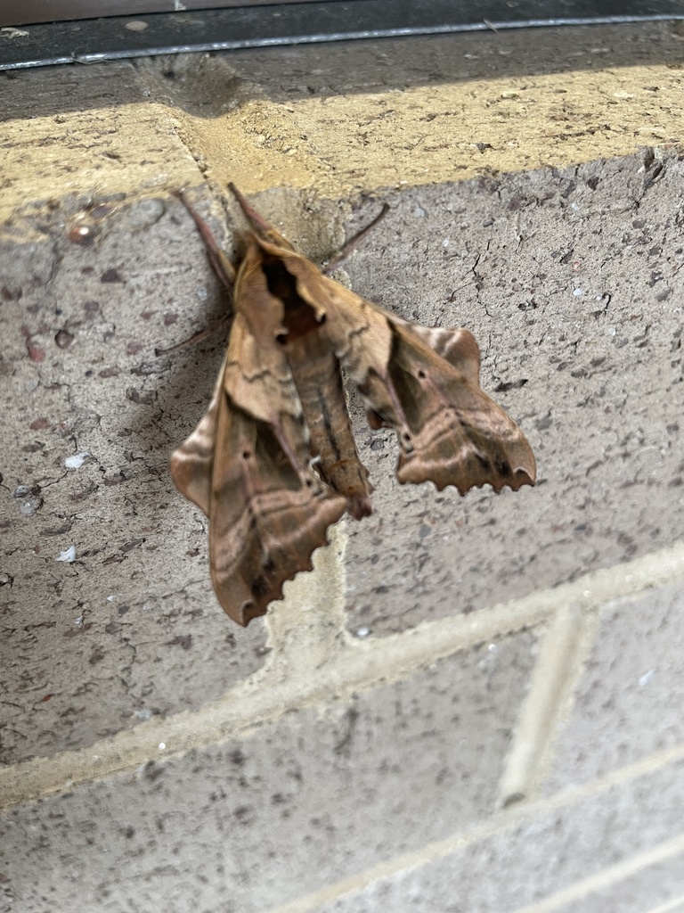 Blinded Sphinx from Simsbury Commons, Avon, CT, US on July 25, 2023 at ...