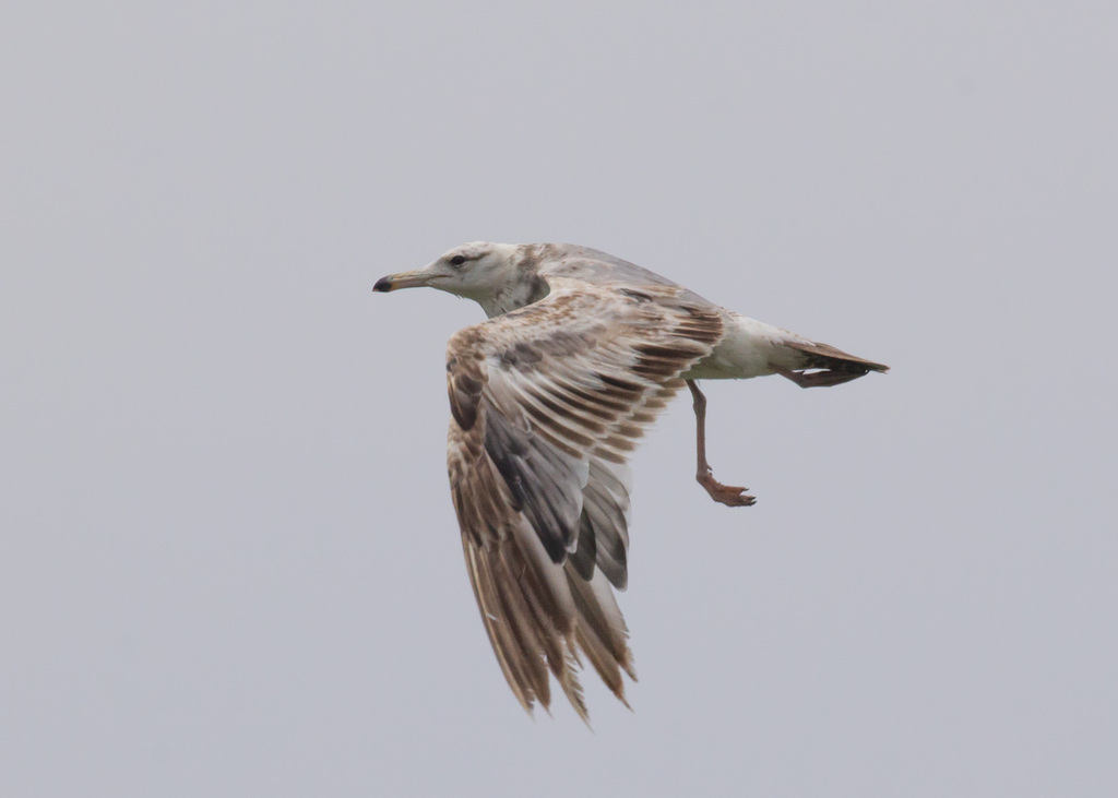 California Gull from San Joaquin Marsh, Irvine, CA 92612, USA on July ...