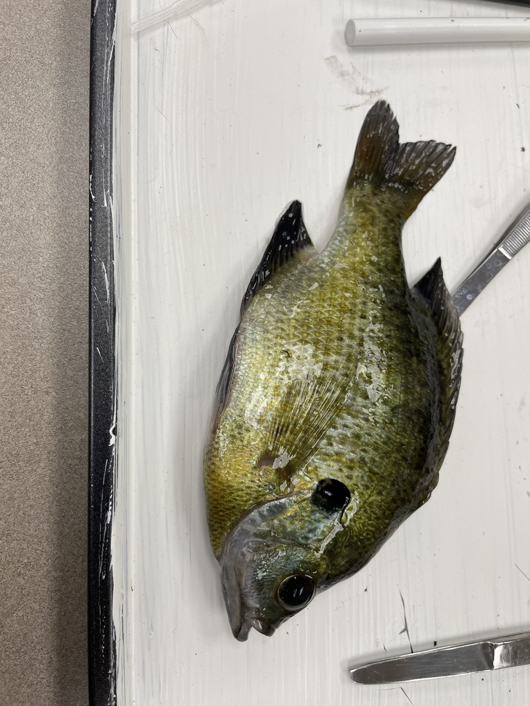 Bluegill from Lake Cliff, Dallas, TX, US on July 25, 2023 at 10:50 AM ...