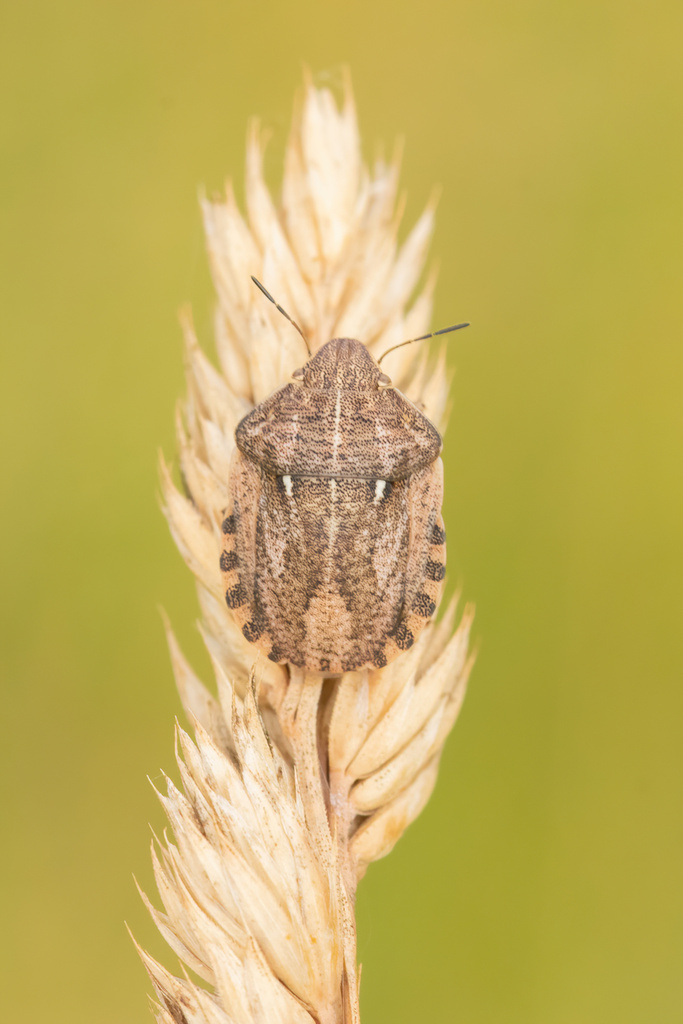 European Tortoise Bug from Kent, UK on July 25, 2023 at 06:14 PM by ...