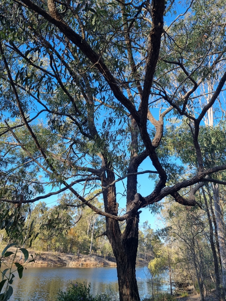 Something from Greenbank QLD 4124, Australia on July 26, 2023 at 08:23 ...