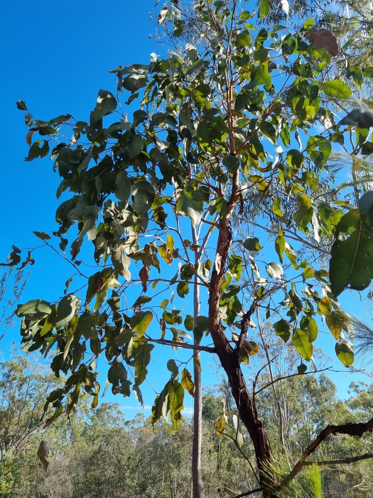 Something from Greenbank QLD 4124, Australia on July 26, 2023 at 09:23 ...