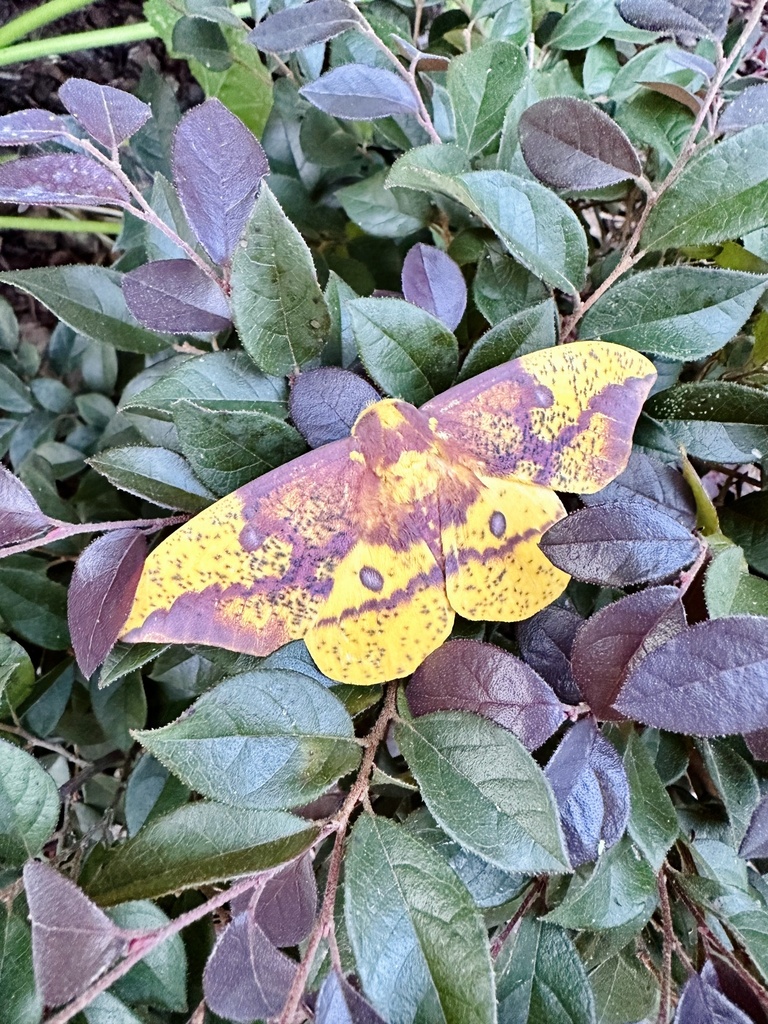 Imperial Moth from Wrennwood Ct, Sims, NC, US on July 18, 2023 at 08:05 ...