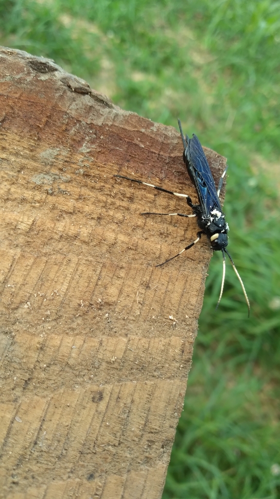 White-horned Horntail from Charlotte on July 25, 2023 at 07:46 PM by c ...