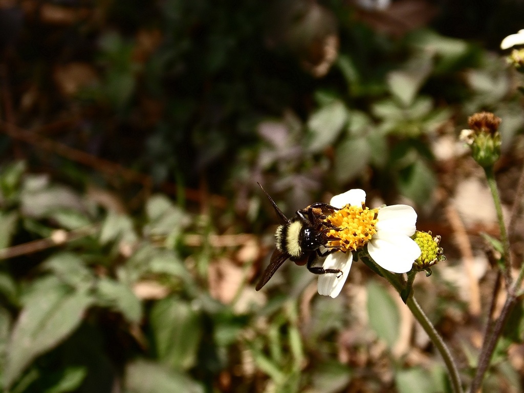 Middle-striped Bumble Bee in February 2016 by nestor vasquez · iNaturalist