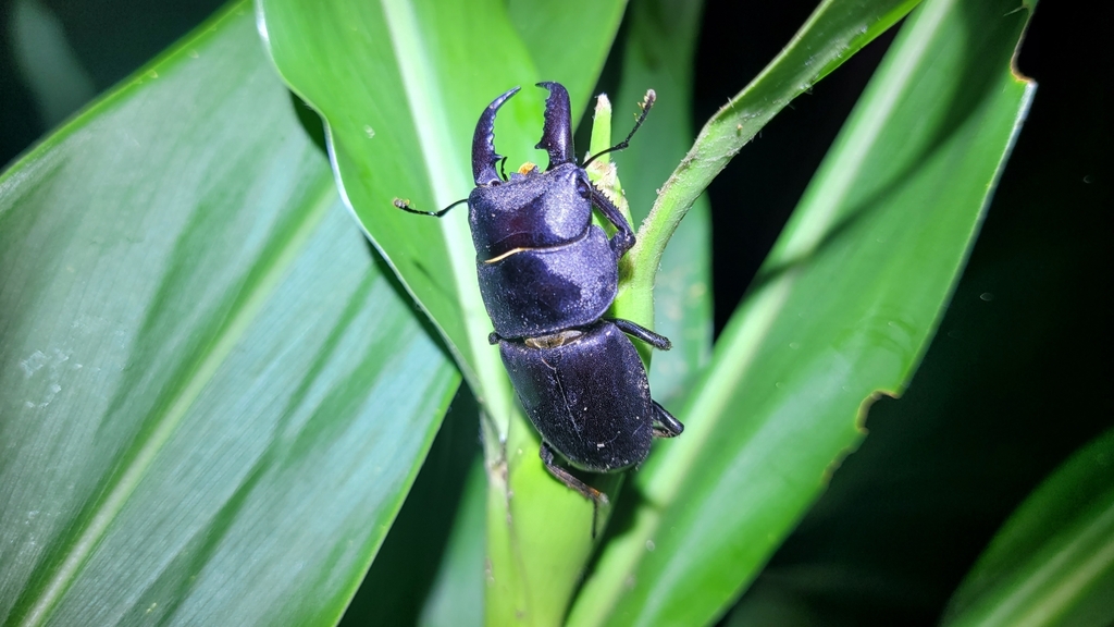 Serrognathus titanus sika from 367台灣苗栗縣三義鄉5-10 on July 25, 2023 at 10: ...