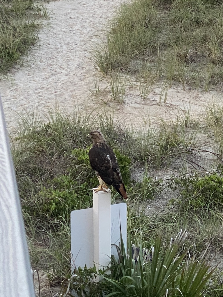 Red-tailed Hawk from Amelia Island, FL, US on July 25, 2023 at 08:06 PM ...