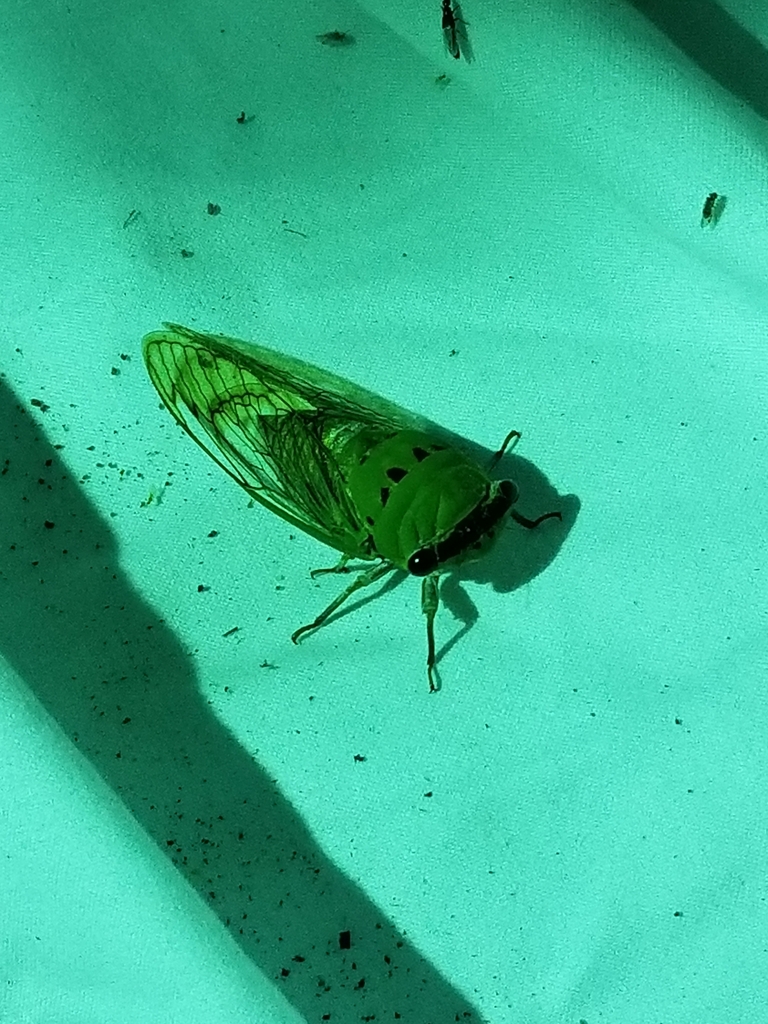 Superb Dog-day Cicada from Garland, TX 75044, USA on July 22, 2023 at ...