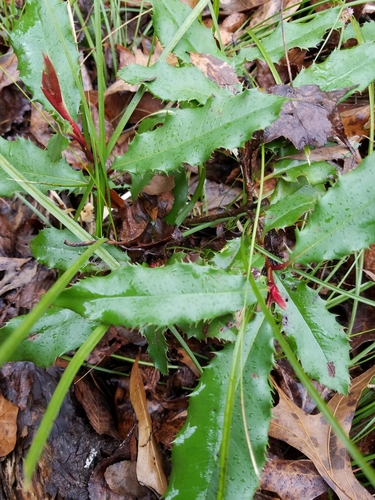 Observations by ryan_leeson · iNaturalist