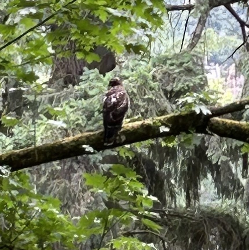 Red-tailed Hawk from Mt. Tabor Park, Portland, OR, US on July 25, 2023 ...