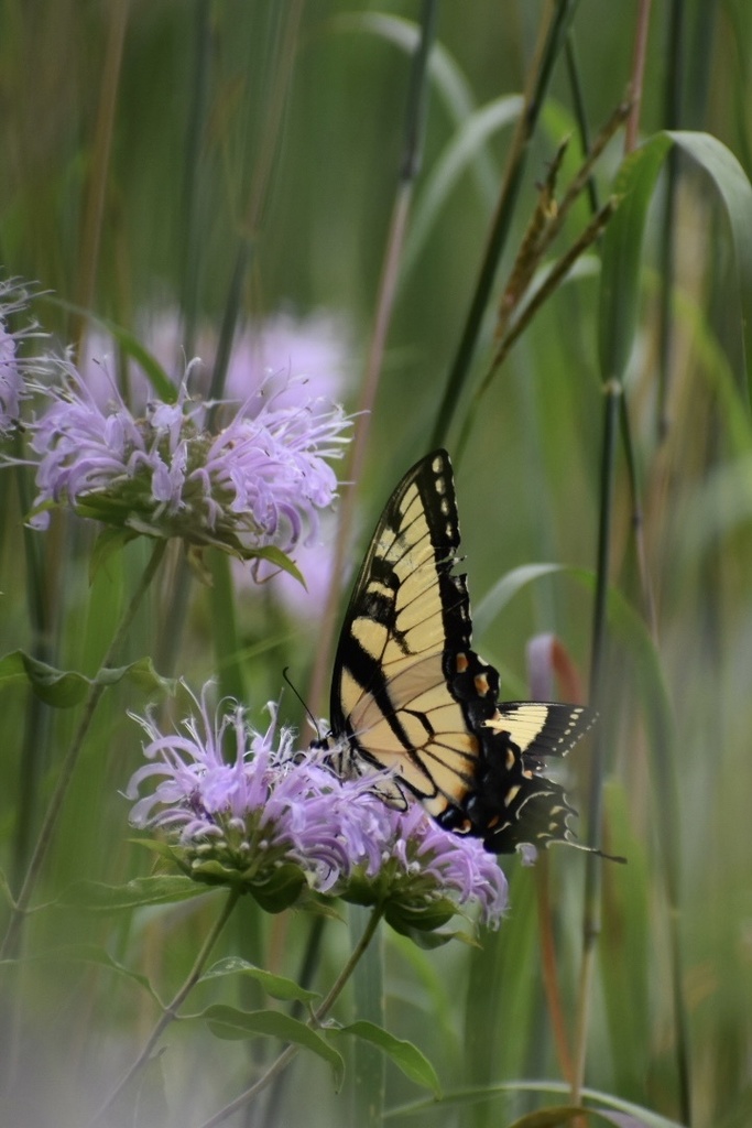 Eastern Tiger Swallowtail from Martin Luther King Jr. Recreational Park ...