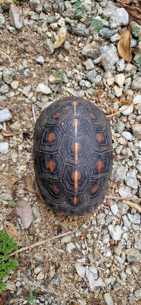 Ryukyu Yellow-margined Box Turtle in July 2023 by Alessio Coluccia ...