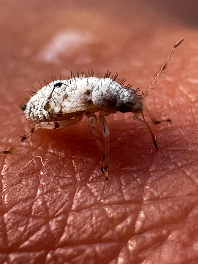 True Bugs from Boise on July 25, 2023 at 07:34 PM by Mark Hewes. Taken ...