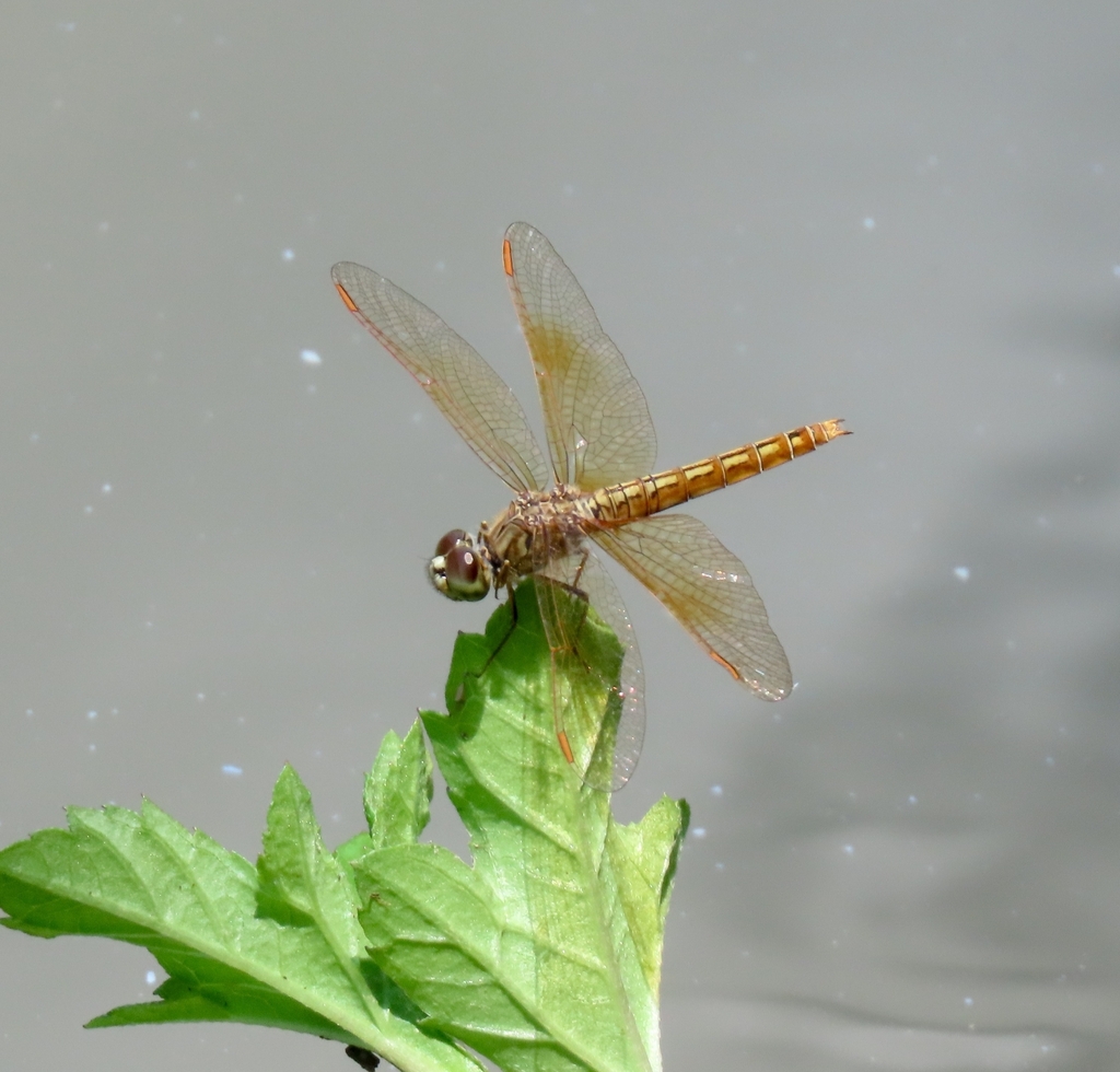 Ditch Jewel from 獅子會自然教育中心 on July 25, 2023 at 12:10 PM by Ho Sze Ching · iNaturalist