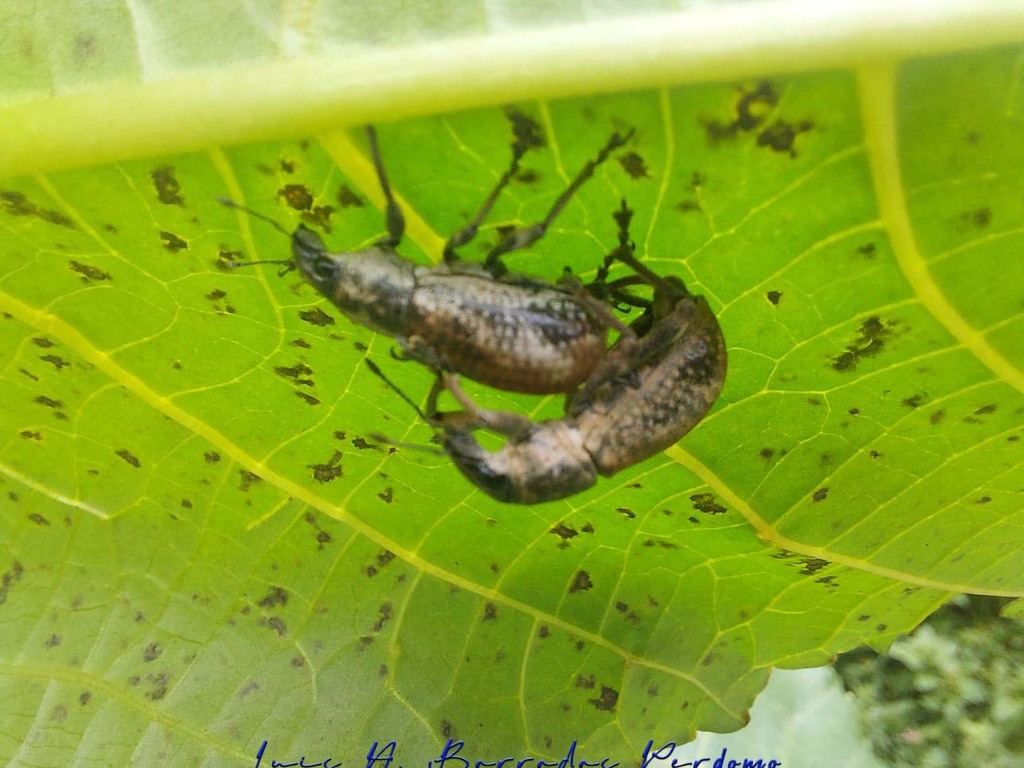 Geonemini from Rancho El sinaí- Jilotepec, Ver., México on July 25 ...