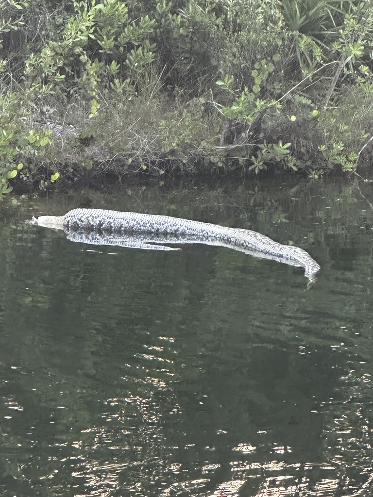 Burmese Python from Homestead, FL, US on July 22, 2023 at 07:47 PM by ...