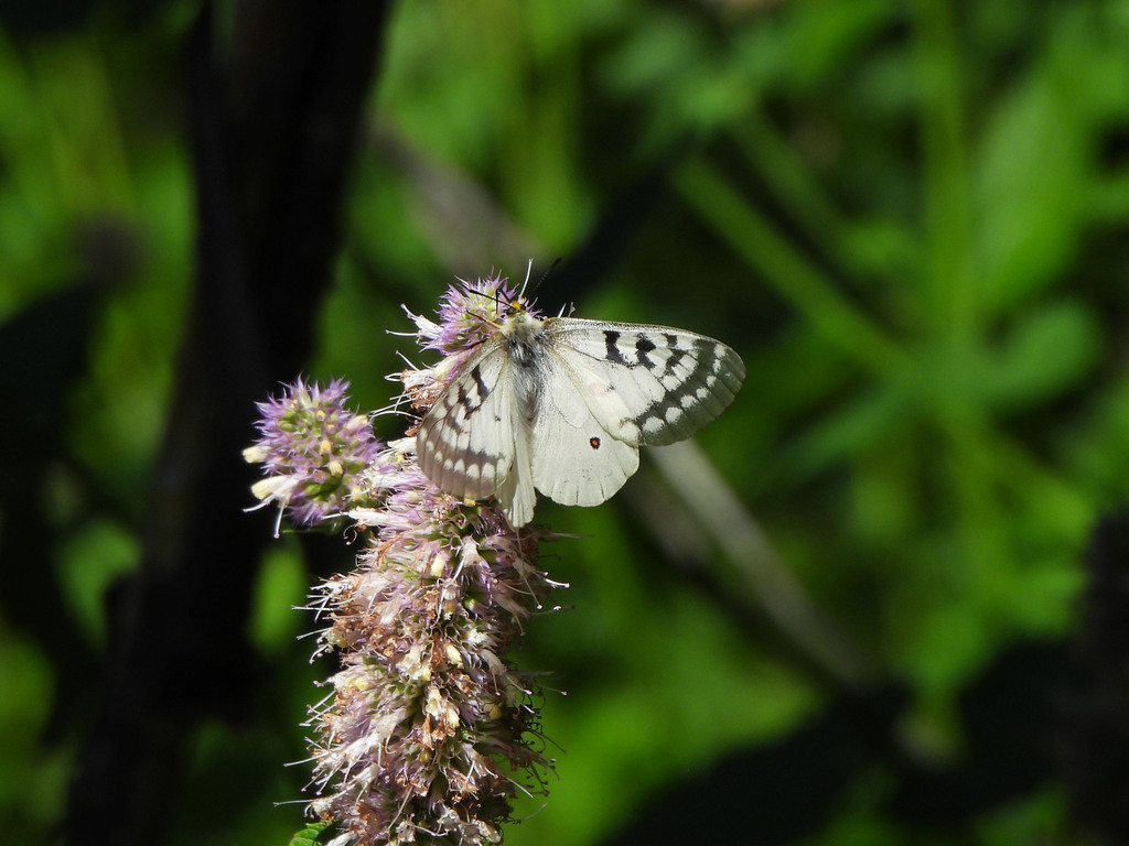 Clodius Parnassian from Nevada City, CA 95959, USA on July 21, 2023 at ...