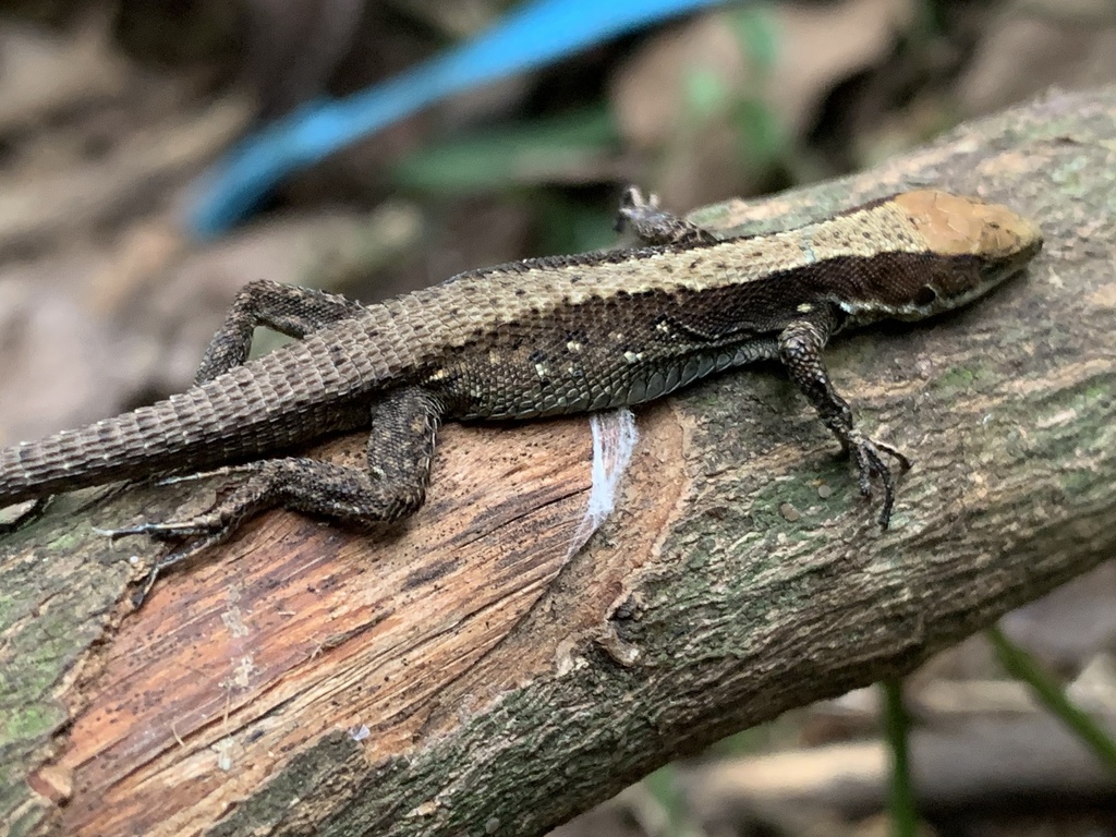 Sparse-scaled Forest Lizard in July 2023 by Mapendo Mindje · iNaturalist