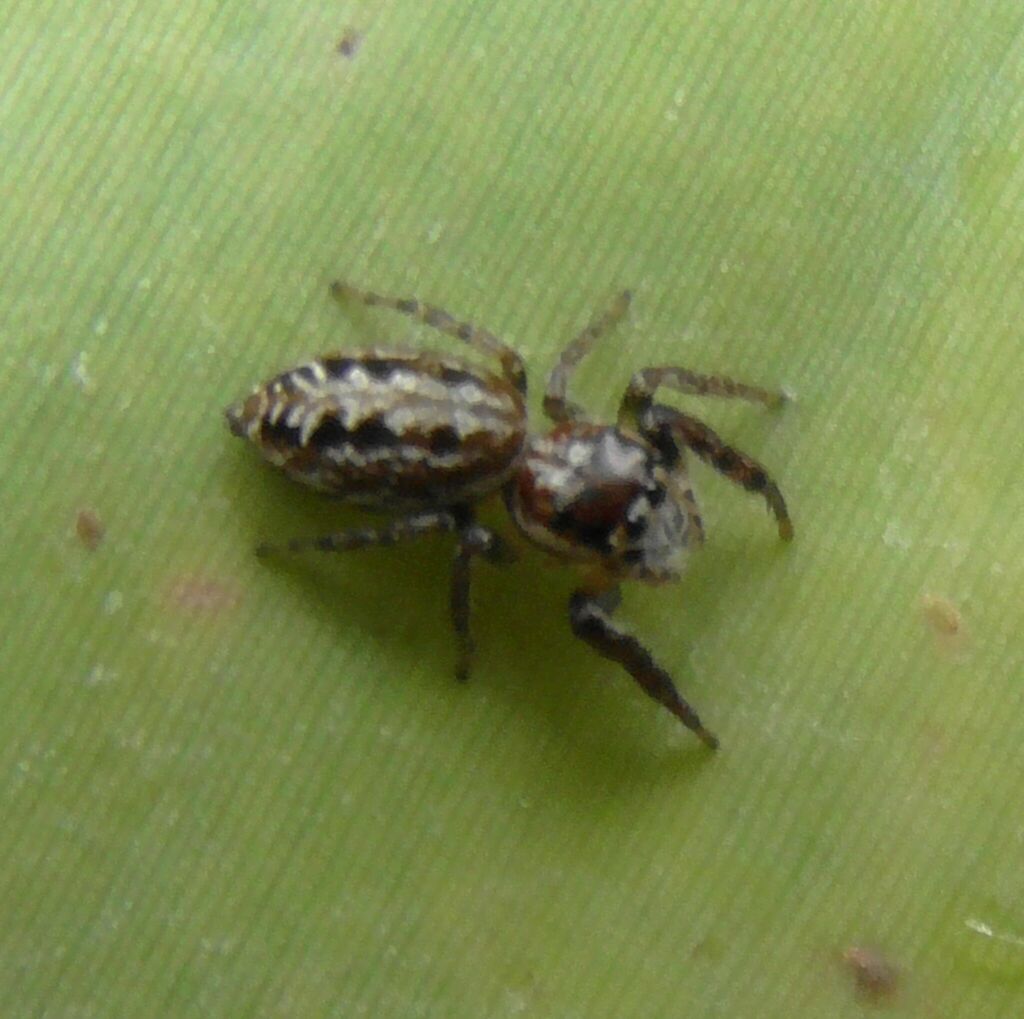 Massive Garden Jumping Spider from Watsonville QLD 4887, Australia on ...