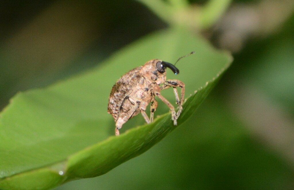 Phelypera distigma from Bahía de Banderas, Nayarit, Mexico on July 25 ...