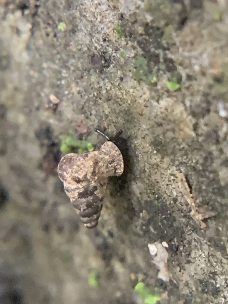 Boysidia from 抱犊崮国家森林公园, 枣庄市, 山东省, CN on July 23, 2023 at 10:50 AM by avina · iNaturalist