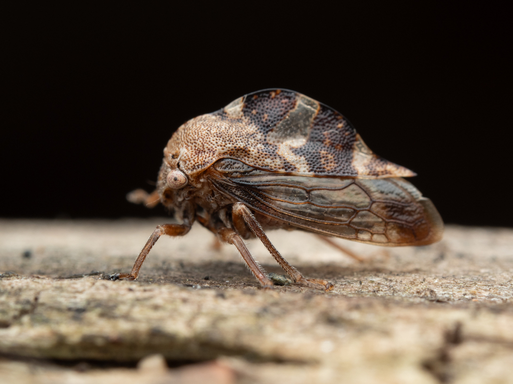 Cyrtolobus tuberosus from Muskego, WI, USA on July 20, 2023 at 05:25 PM ...