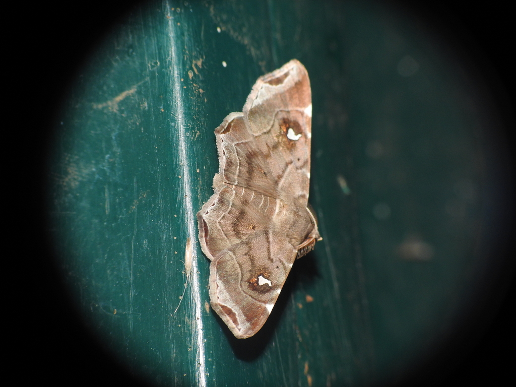 Spotted Episparis from Nathpari, Gujarat 389390, India on July 22, 2023 ...