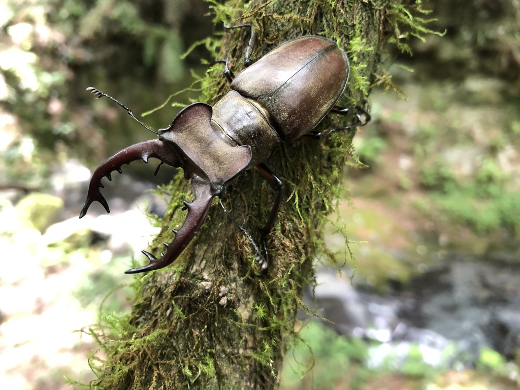 Lucanus maculifemoratus taiwanus from 546南投縣仁愛鄉 on June 21, 2020 at 10: ...