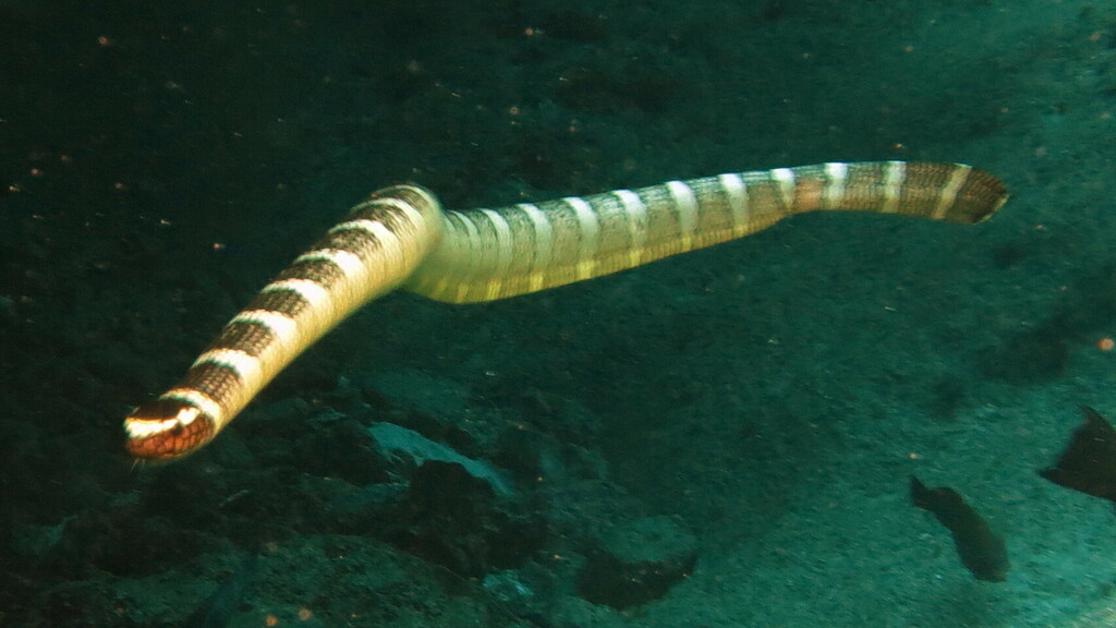 Flat-tail Sea Snake in August 2016 by Albeer · iNaturalist