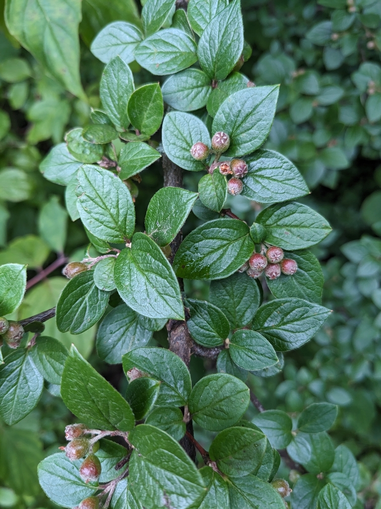 Cotoneasters from Saint Helens WA10, UK on July 14, 2023 at 12:07 PM by ...
