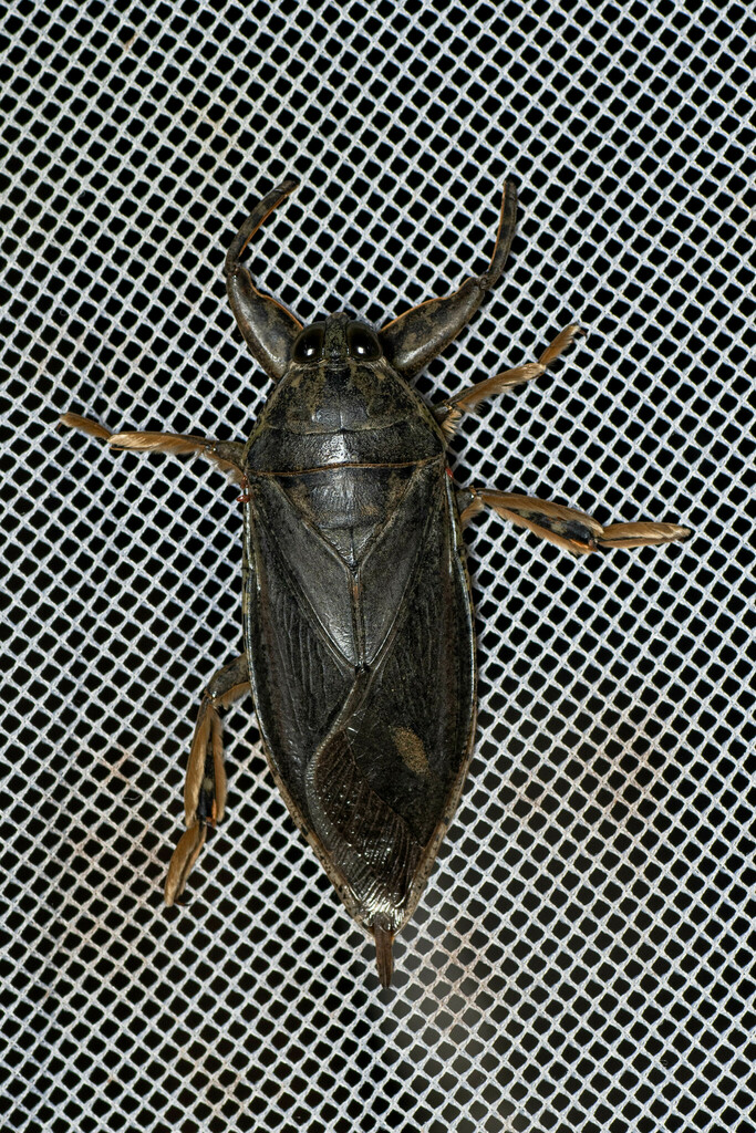 Australian-Asian Giant Water Bug from Cape Tribulation QLD 4873 ...